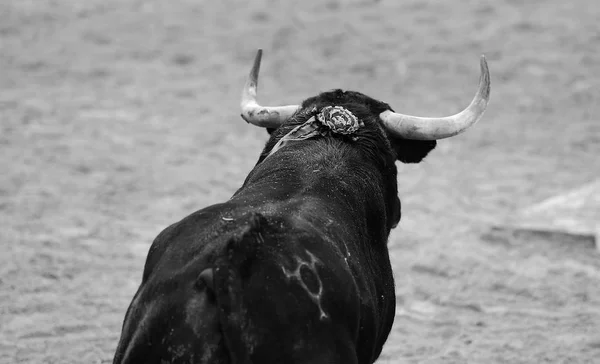 Bull profile Stock Photos, Royalty Free Bull profile Images | Depositphotos