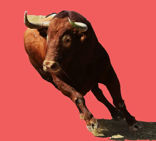 Touradas Stock Photos, Royalty Free Touradas Images | Depositphotos