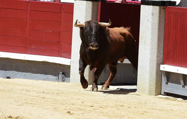 Rodeo bull gate Stock Photos, Royalty Free Rodeo bull gate Images ...