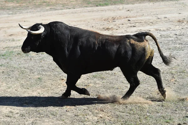 Bovins ankole watusi images libres de droit, photos de Bovins ankole ...