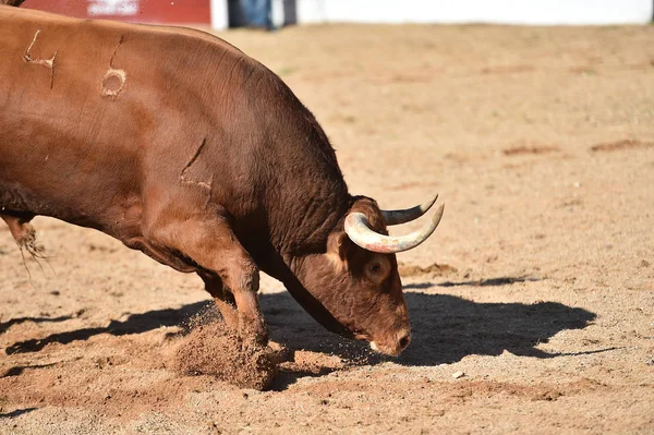 Sacrificial bull Stock Photos, Royalty Free Sacrificial bull Images ...