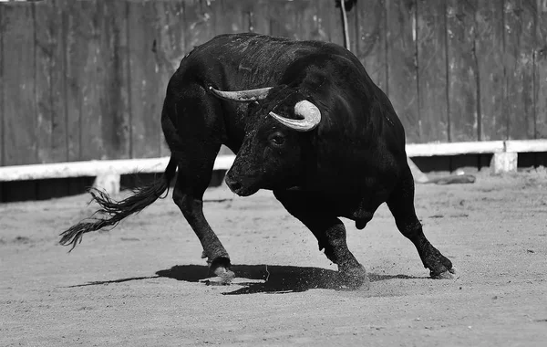Bucking bull Stock Photos, Royalty Free Bucking bull Images | Depositphotos