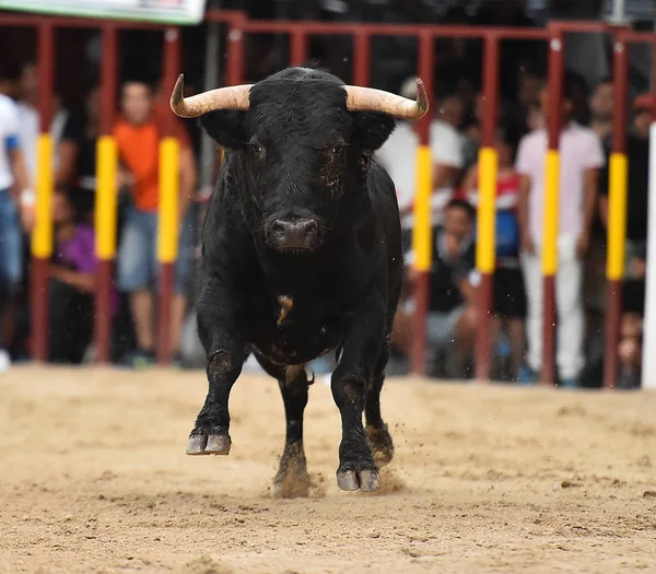 Bull racing Stock Photos, Royalty Free Bull racing Images | Depositphotos