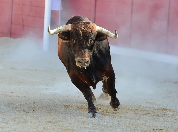 Fotos de Touro bravo, Imagens de Touro bravo sem royalties | Depositphotos