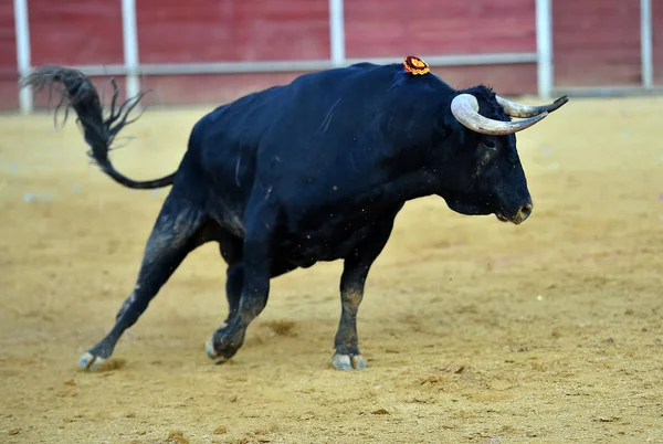 Fotos de Touro de brinquedo, Imagens de Touro de brinquedo sem ...