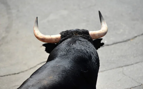 Cuernos de toro fotos de stock, imágenes de Cuernos de toro sin ...