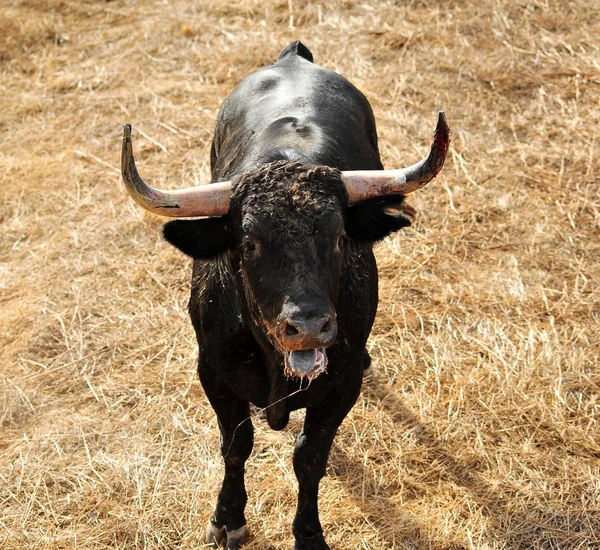 Steer horns Stock Photos, Royalty Free Steer horns Images | Depositphotos