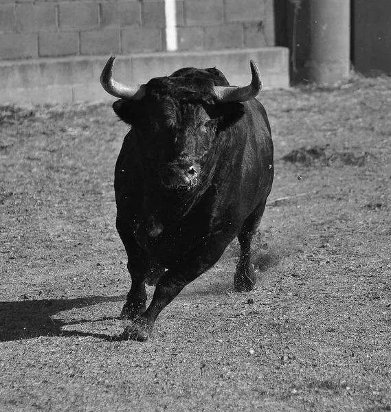 Running bull Stock Photos, Royalty Free Running bull Images | Depositphotos