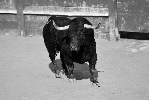 Four bull fotos de stock, imágenes de Four bull sin royalties ...