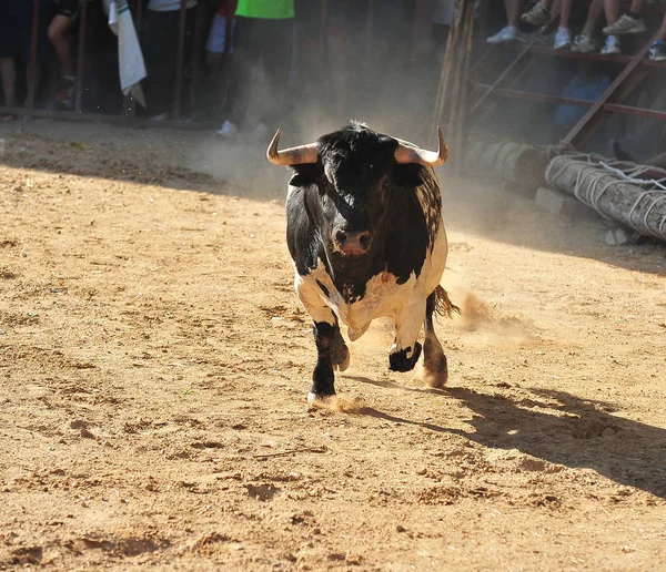 Raza de la vaca fotos de stock, imágenes de Raza de la vaca sin ...
