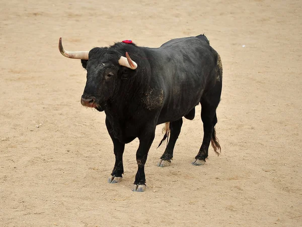 Spanish Fighting Bull Bullring — Stock Photo © albertoclemares.hotmail ...