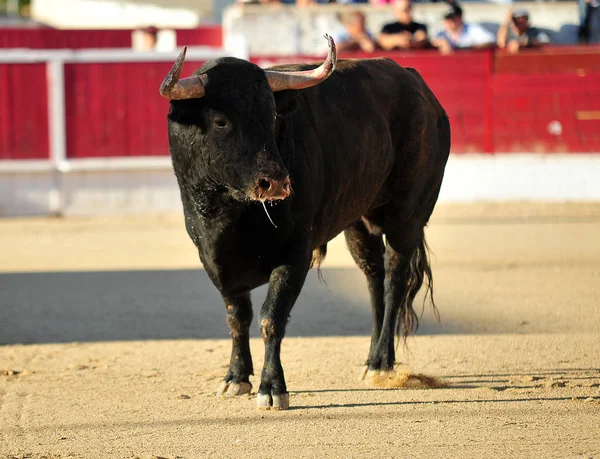 Spanish beef cattle Stock Photos, Royalty Free Spanish beef cattle ...