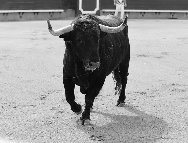 Imágenes de Toro americano, fotos de Toro americano sin royalties ...