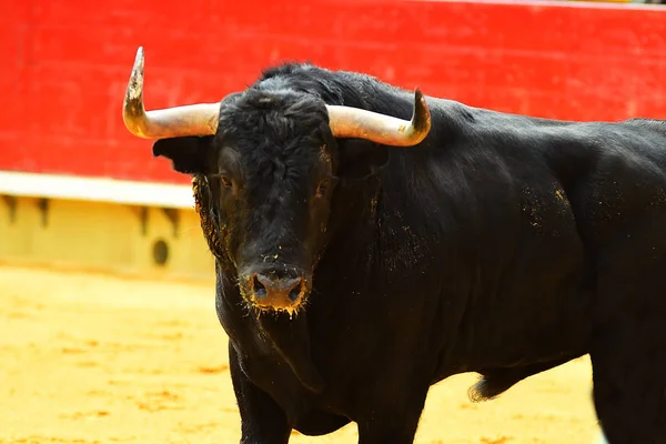 Español bull muestra Stock Photos, Royalty Free Español bull muestra ...