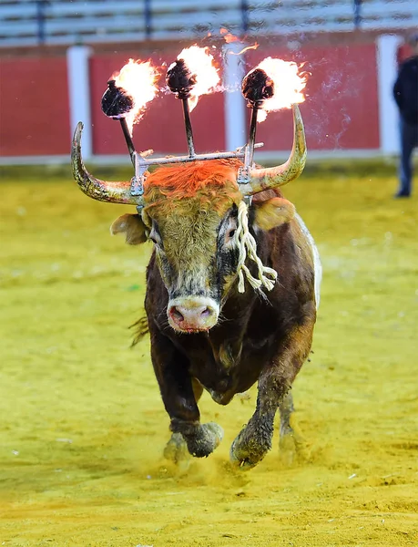 Bull racing Stock Photos, Royalty Free Bull racing Images | Depositphotos