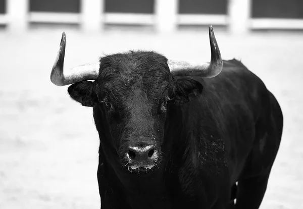 Bull profile Stock Photos, Royalty Free Bull profile Images | Depositphotos