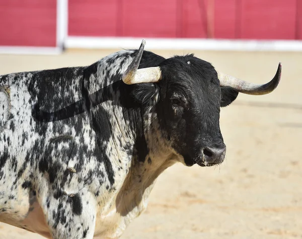 Spanish bull Stock Photos, Royalty Free Spanish bull Images | Depositphotos