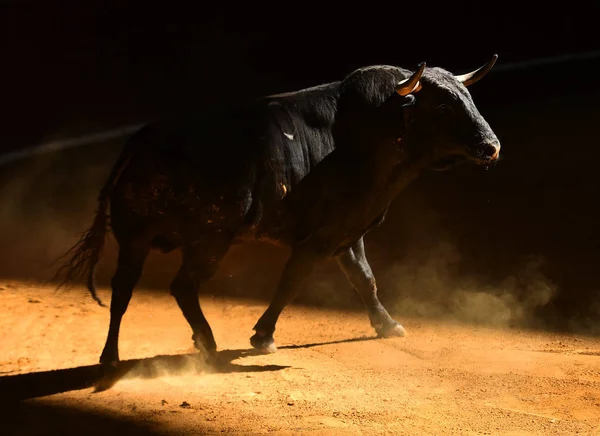 Bull at sunset Stock Photos, Royalty Free Bull at sunset Images ...