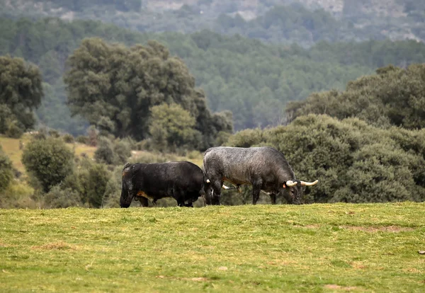 Asturian mountain cattle Stock Photos, Royalty Free Asturian mountain ...