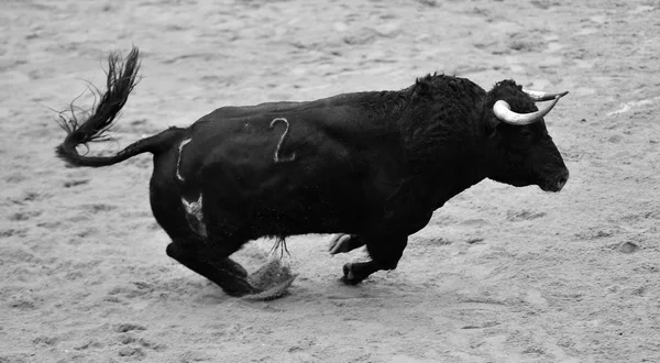 Running bull Stock Photos, Royalty Free Running bull Images | Depositphotos