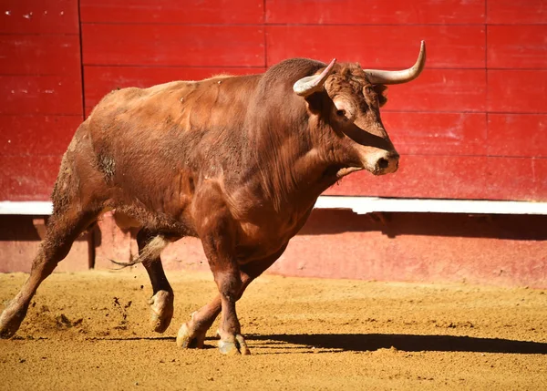 Por que los toros odian el color rojo fotos de stock, imágenes de Por ...