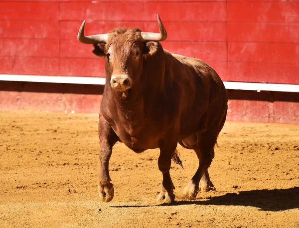 Por que los toros odian el color rojo fotos de stock, imágenes de Por ...