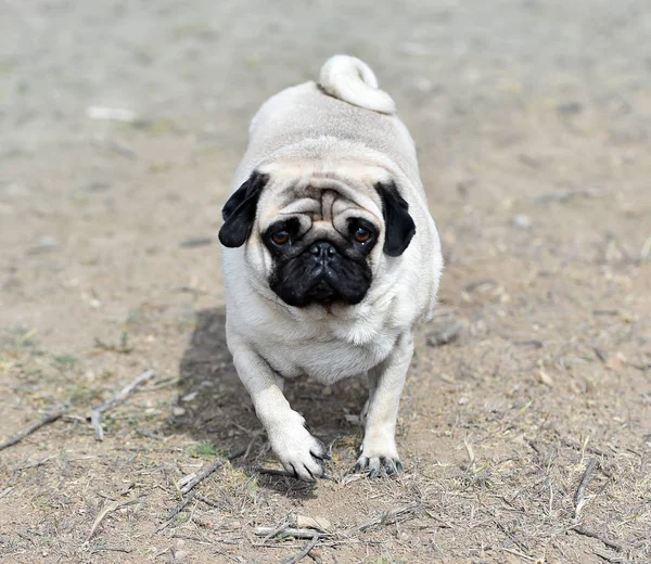 Pick dog poop Stock Photos, Royalty Free Pick dog poop Images | Depositphotos