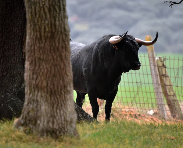 Bull profile Stock Photos, Royalty Free Bull profile Images | Depositphotos