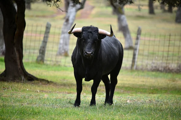 Australian bull Stock Photos, Royalty Free Australian bull Images ...