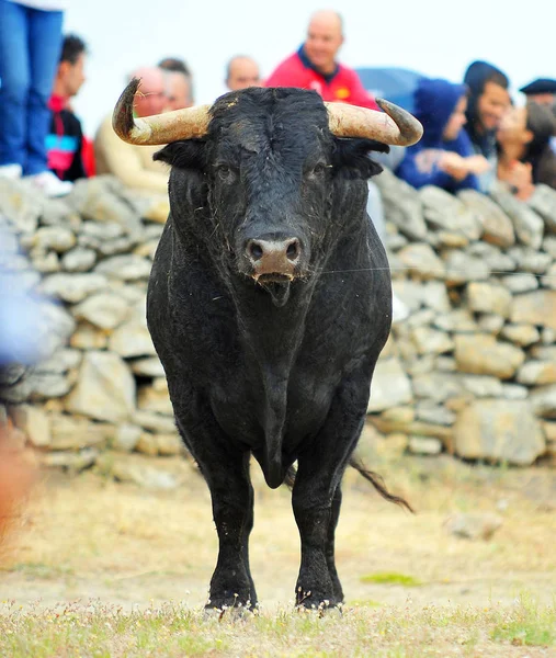 Nordic bull Stock Photos, Royalty Free Nordic bull Images | Depositphotos