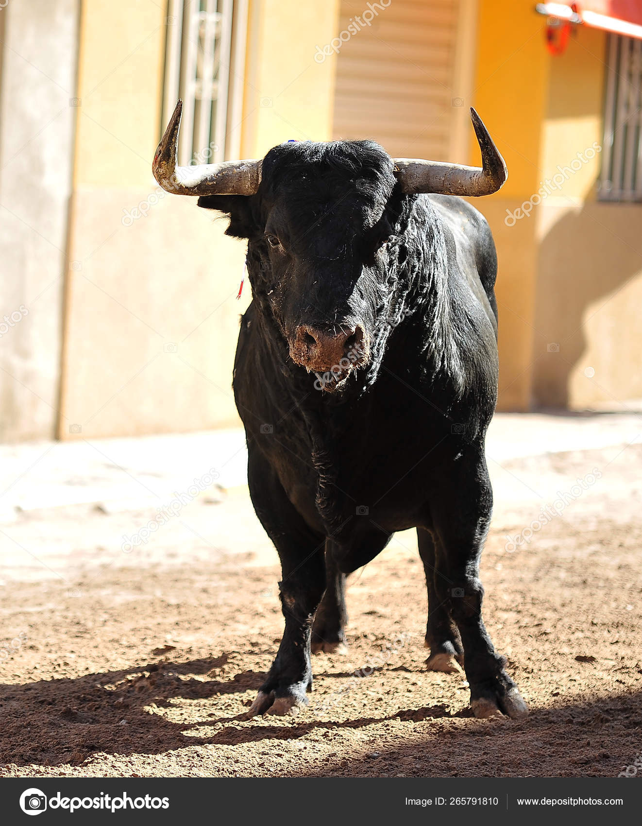 Spanish Fighting Bull Spain — Stock Photo © albertoclemares.hotmail.com ...