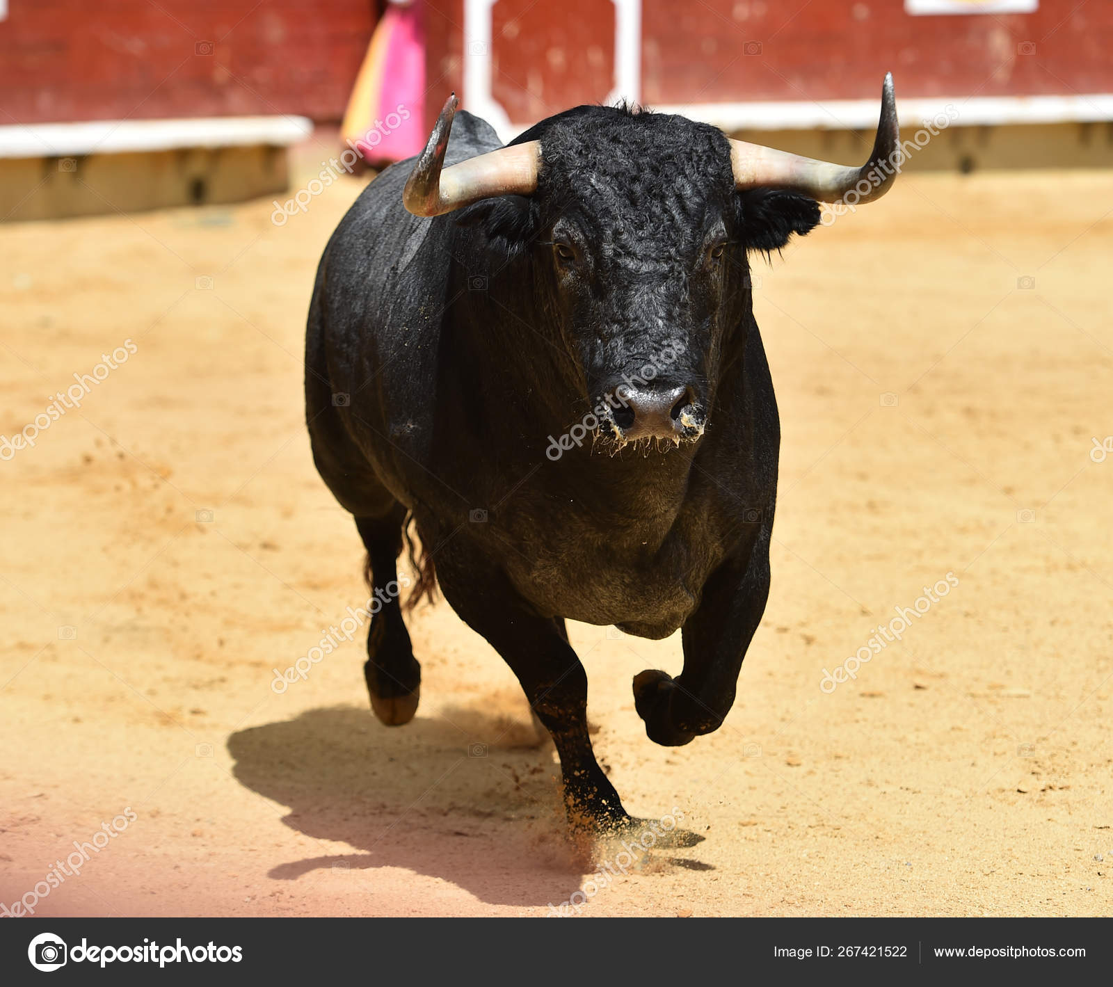 Monster Stier Eland Vechten