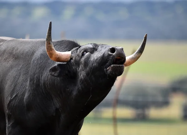 strong bull in spain with big horns - Stock Image - Everypixel