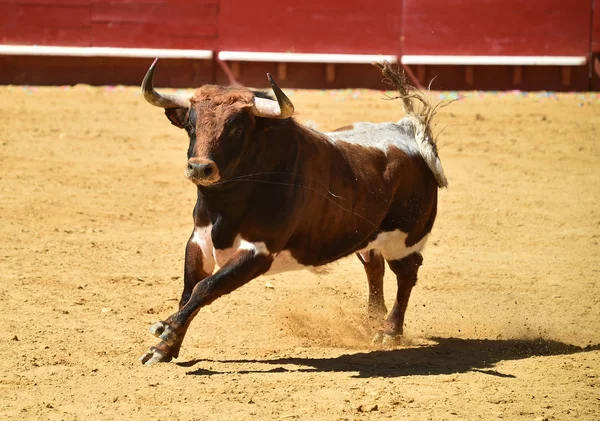 Rodeo cow Stock Photos, Royalty Free Rodeo cow Images | Depositphotos