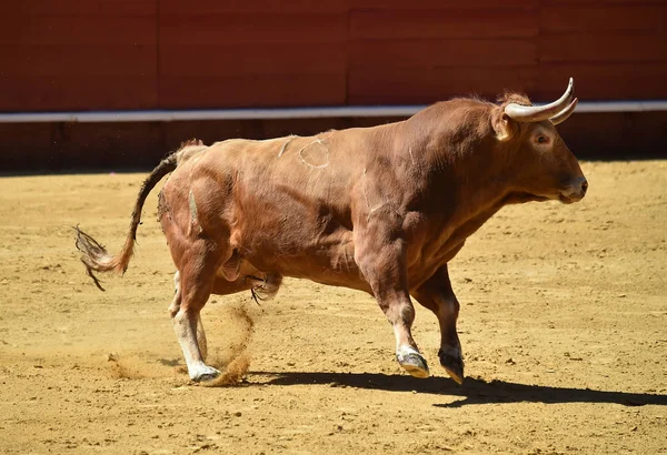 Nguni bulls Stock Photos, Royalty Free Nguni bulls Images | Depositphotos