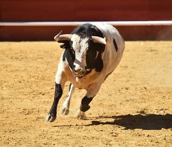 Raza de la vaca Stock Photos, Royalty Free Raza de la vaca Images ...