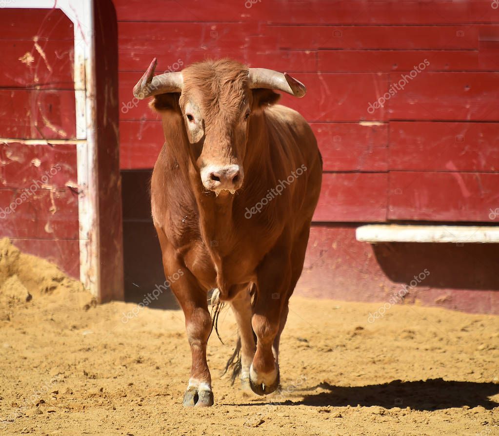 toro en España corriendo en la plaza de toros 2023