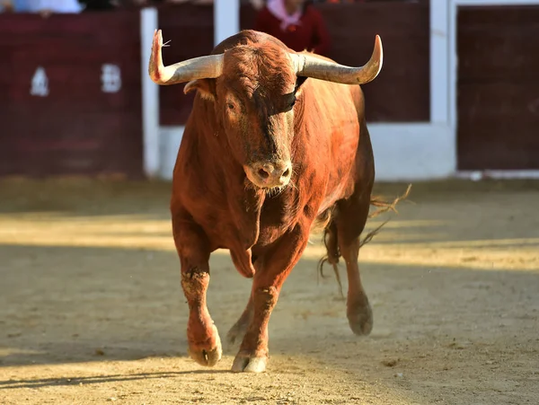 Por que los toros odian el color rojo fotos de stock, imágenes de Por ...