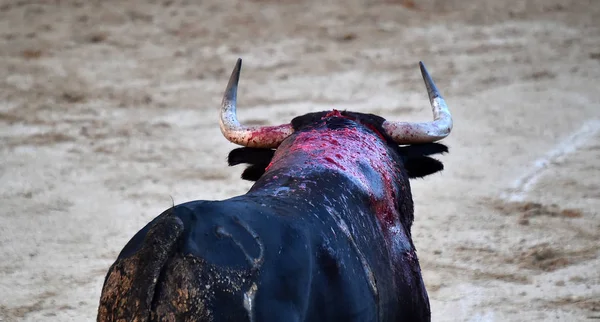 Bull for meat Stock Photos, Royalty Free Bull for meat Images ...