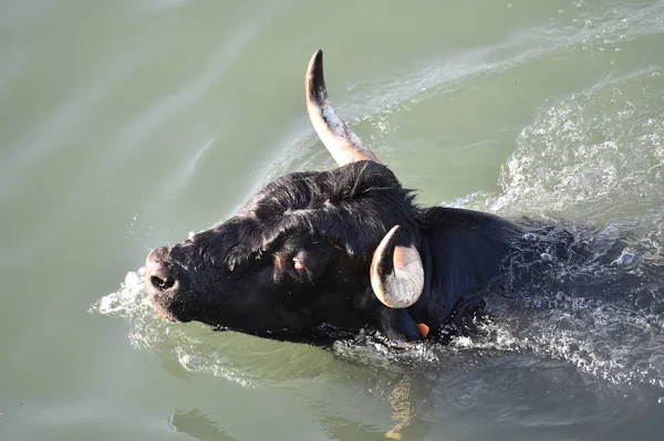 Water bull Stock Photos, Royalty Free Water bull Images | Depositphotos