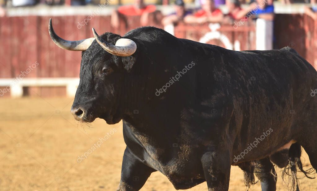 toro en plaza de toros española con cuernos grandes en un espectáculo ...