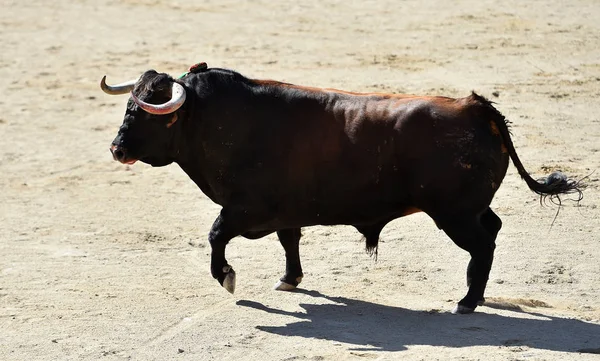 Spanish beef cattle Stock Photos, Royalty Free Spanish beef cattle ...