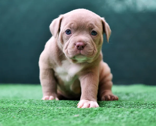 Perros Pitbull Bebes