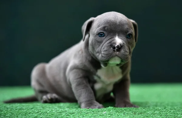 Mini mastiff Stock Photos, Royalty Free Mini mastiff Images | Depositphotos