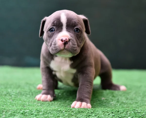 Cute Baby Pitbull Dog