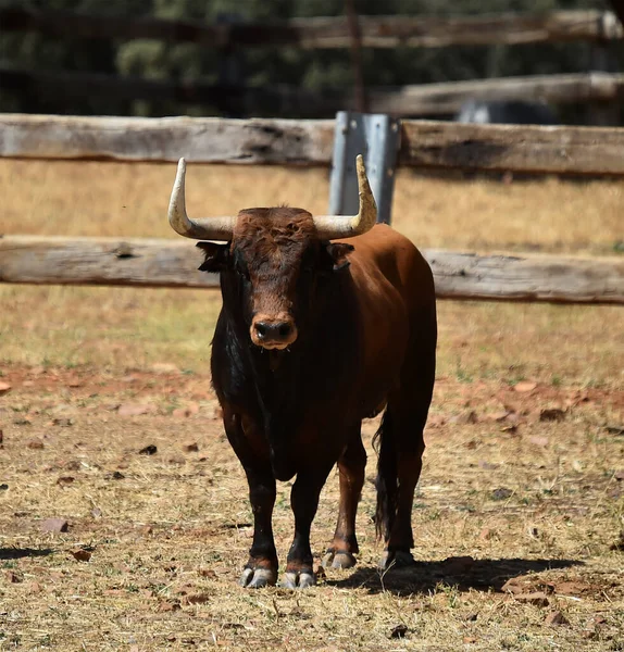 Outback cattle station Stock Photos, Royalty Free Outback cattle ...