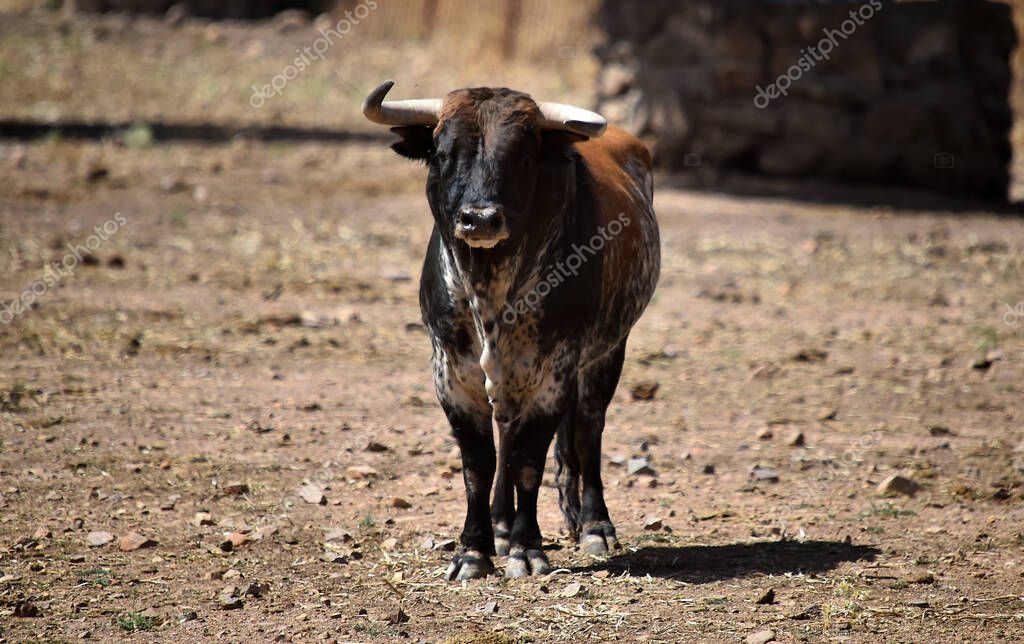 un toro fuerte español con cuernos grandes en la cría de ganado en ...
