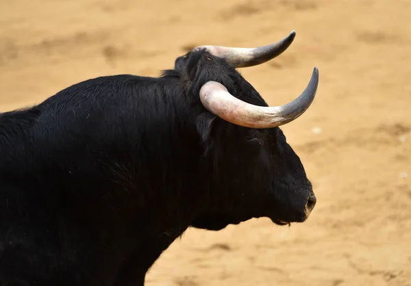 Toro africano fotos de stock, imágenes de Toro africano sin royalties ...