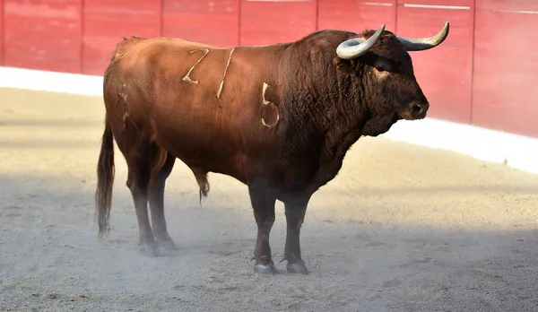 Bull nose Stock Photos, Royalty Free Bull nose Images | Depositphotos