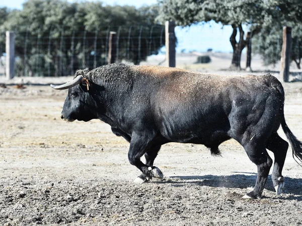 Spanish beef cattle Stock Photos, Royalty Free Spanish beef cattle ...